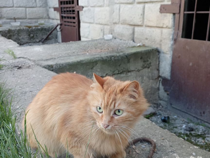 Необычайная огненная красавица нуждается в семье