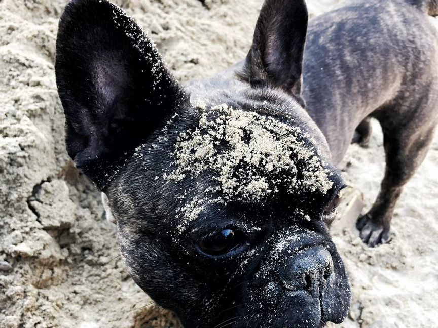 Французский бульдог вязка