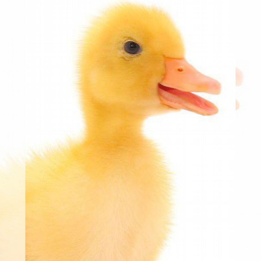 Утята старт 53