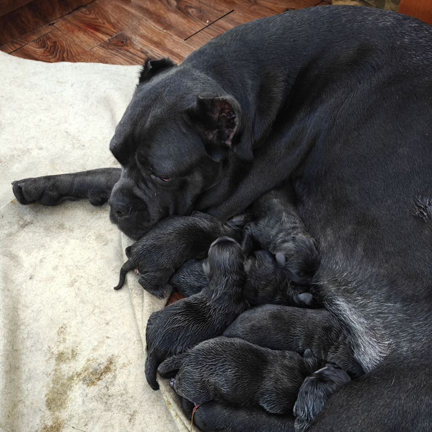 Щенки кане корсо