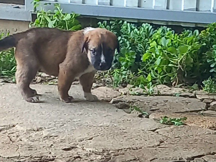 Среднеазиатская овчарка алабай щенки