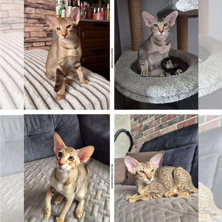 Ориентальный котёнок