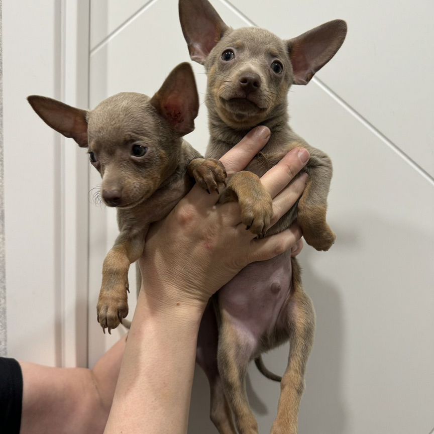 Той-терьер щенки г/ш