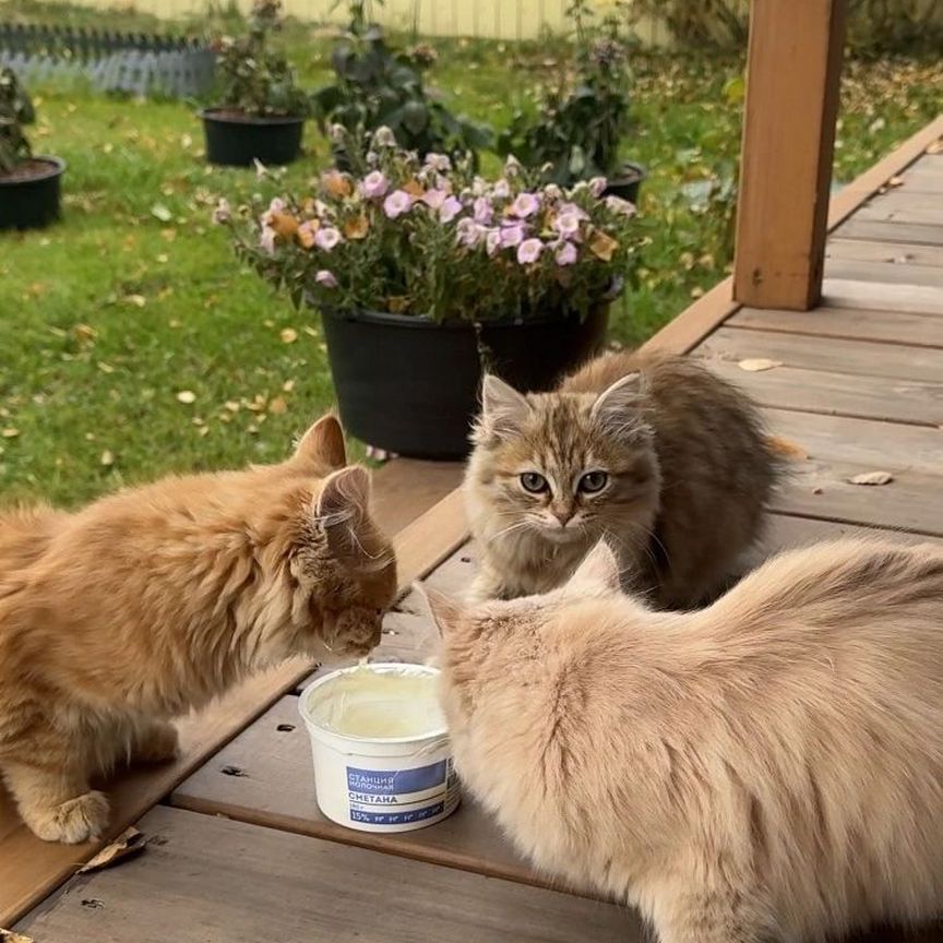 Котят нужно спасать