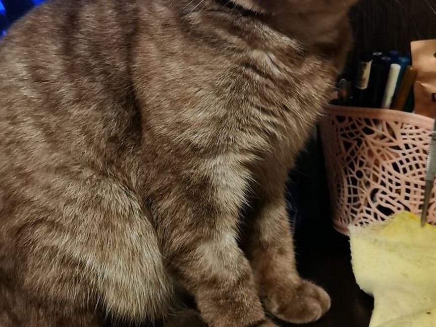 Шотландский кот вязка, извращенец 100