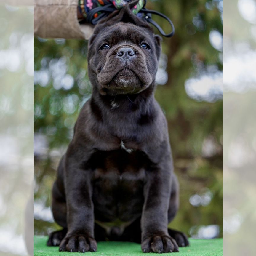 Кане-корсо, щенок