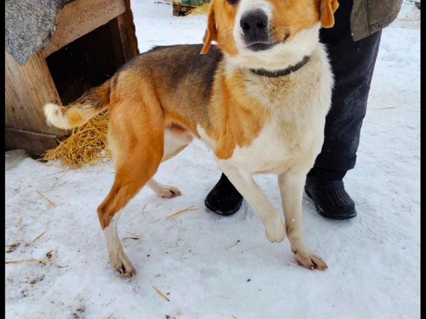 Собака дворняжка