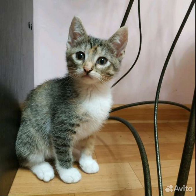 Котеночек в поиске семьи