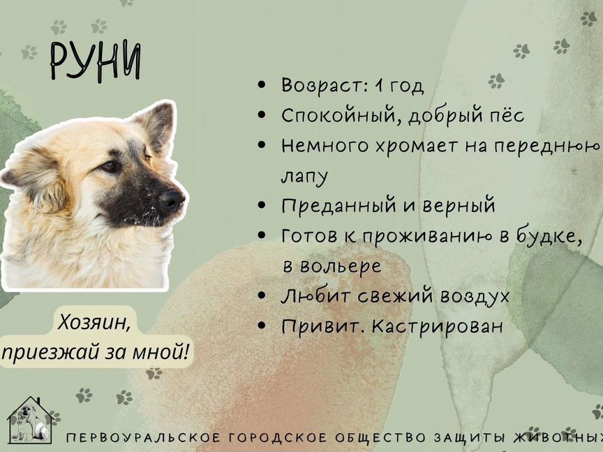 Собака ищет ответственного, любящего хозяина