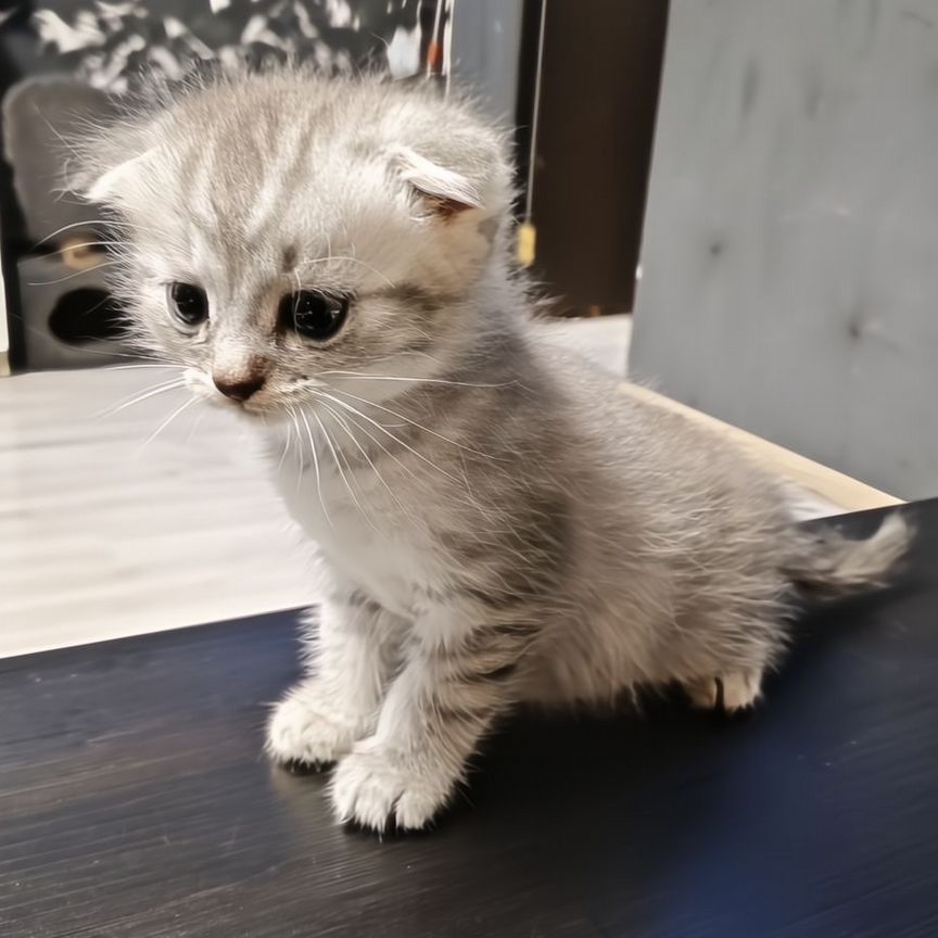 Шотландский вислоухий короткошёрстный котёнок