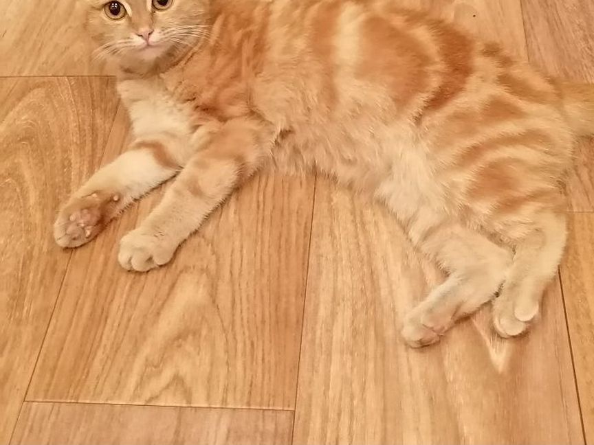 Кошка смесь рыжей и бенгальской