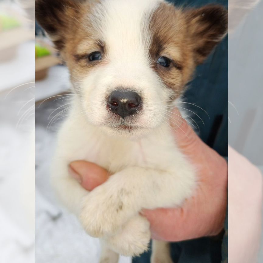 Щенок от частного владельца