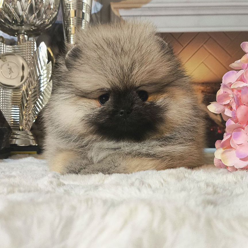 Померанский шпиц, щенок