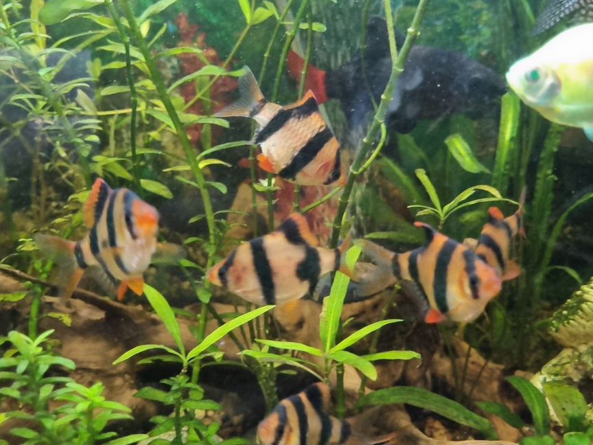 Барбус суматранский