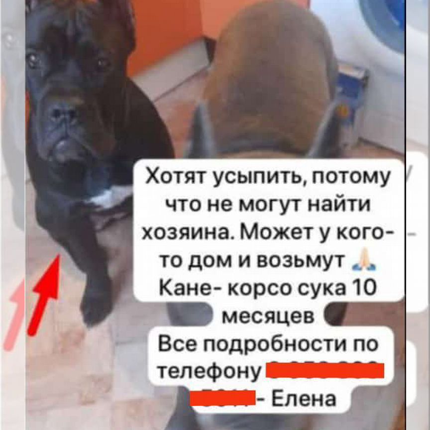 Собачку хотят усыпить