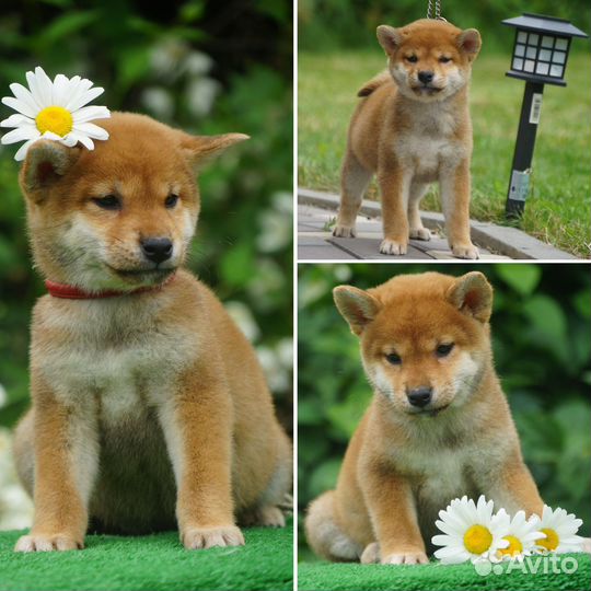 Красотки сиба ину