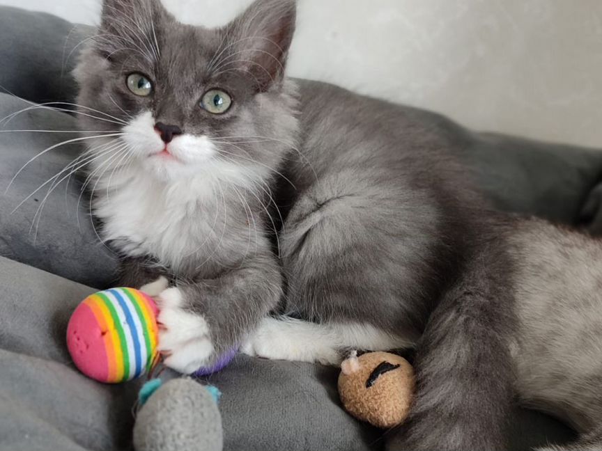 Котята в добрые руки бесплатно