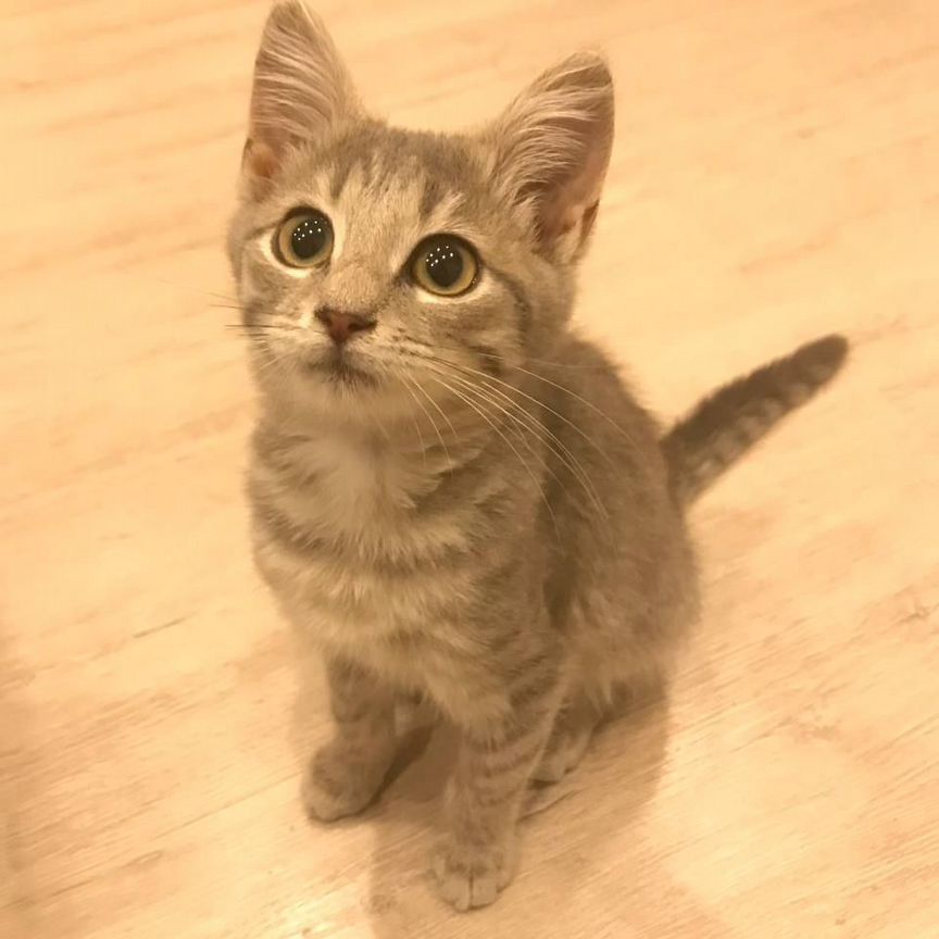 Котёнок 4,5 месяца