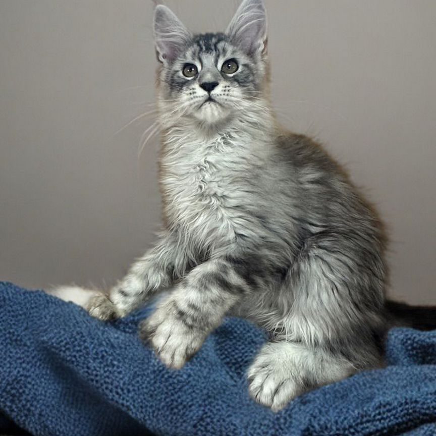 Мейн-кун котёнок