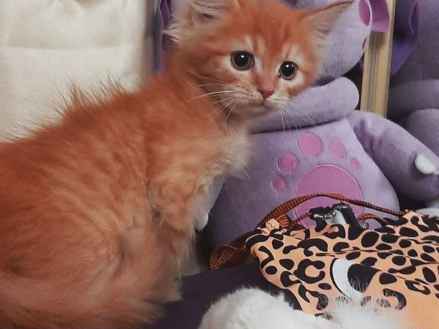 Котята мейн-кун рыжие