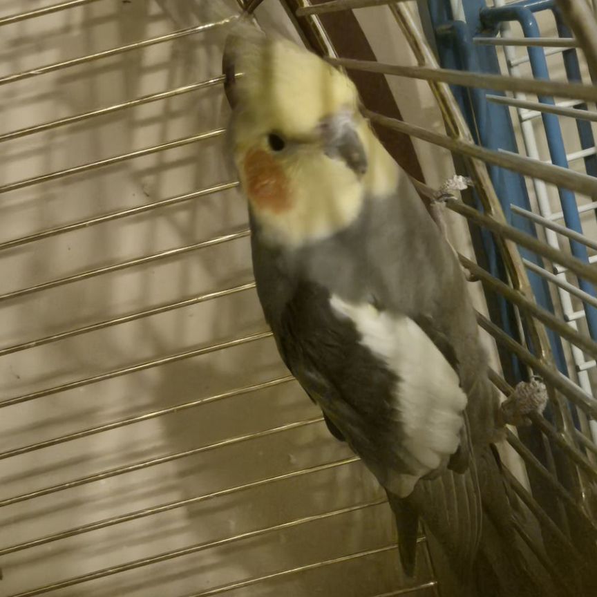 Попугай корелла красавец