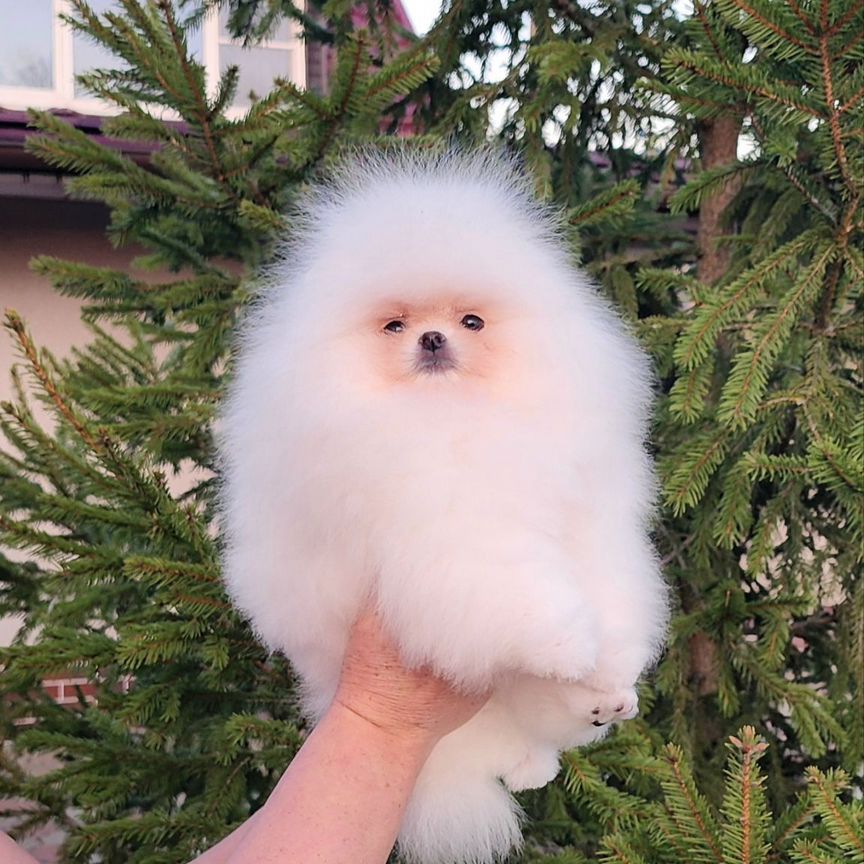 Белый померанский шпиц щенок