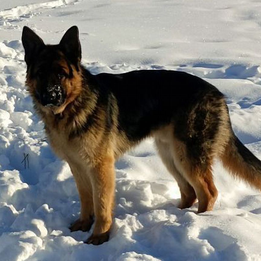 Немецкая овчарка, взрослый пёс