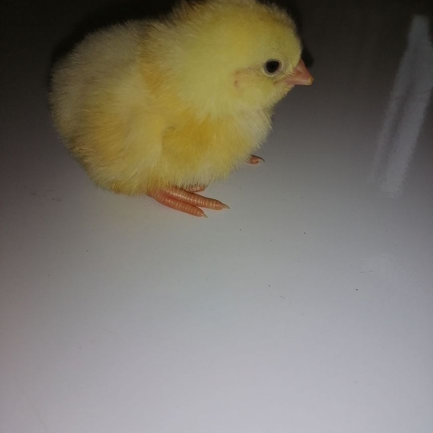 Цыплята бройлеры росс 308