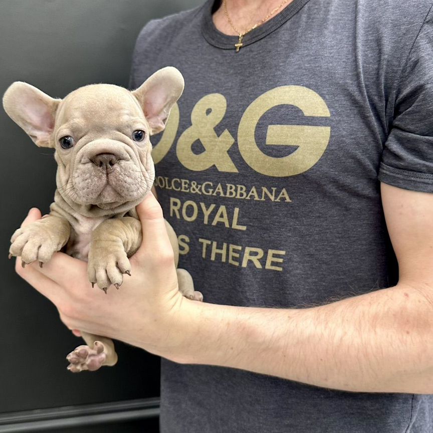 Французский бульдог, щенок