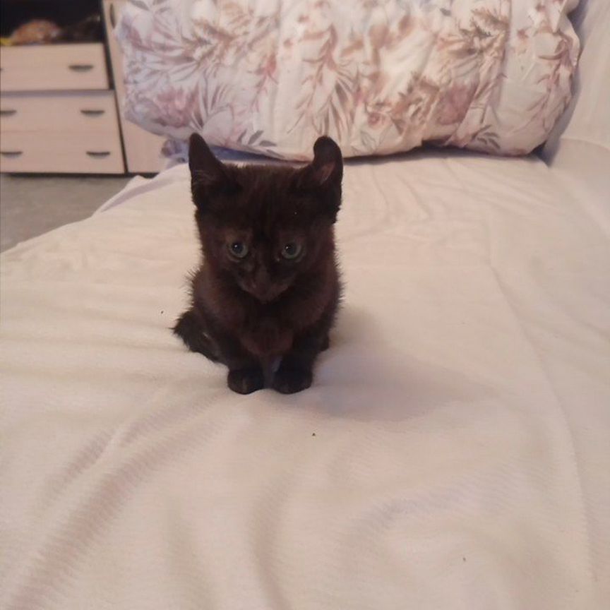 Британский короткошёрстный котёнок