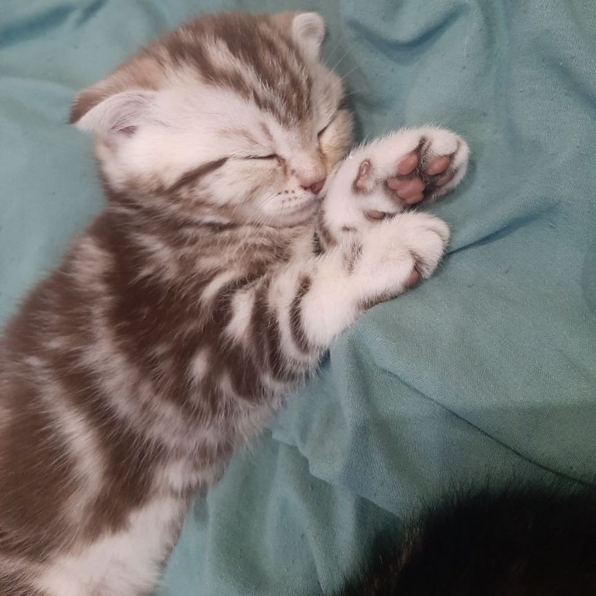 Шотландский вислоухий короткошёрстный котёнок