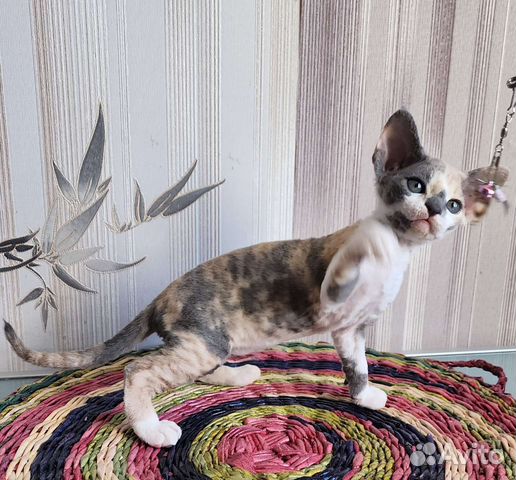 Котята девон-рекс