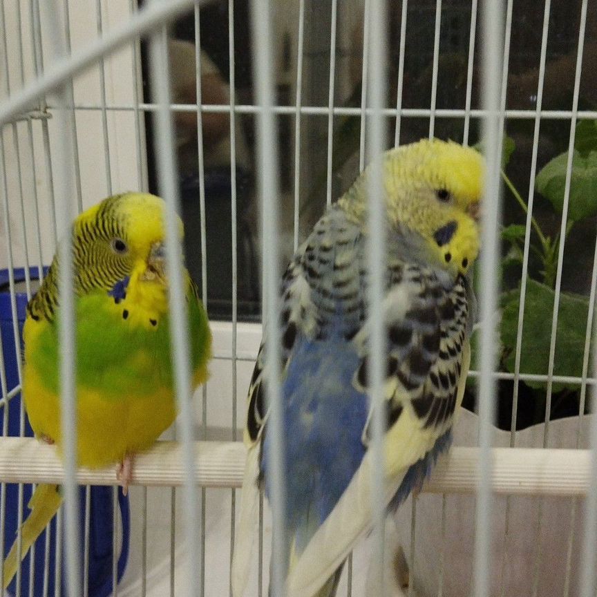 Волнистый попугай