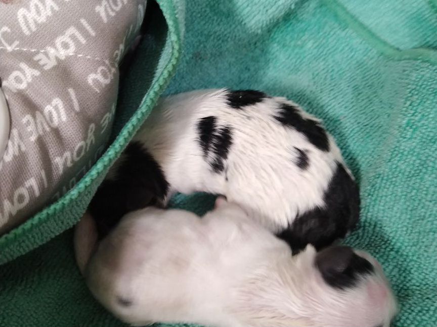 Маленькая собака