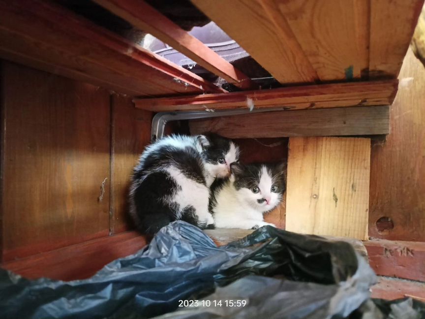 Котята и мама-кошка ищут Дом