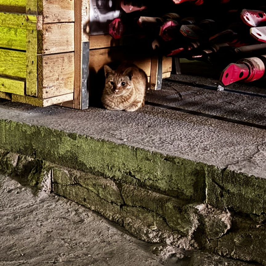 Взрослый кот в добрые руки