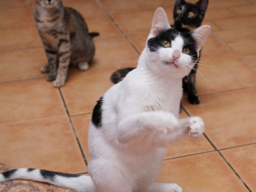 Шерлок Длинные Лапы (молодой котик)