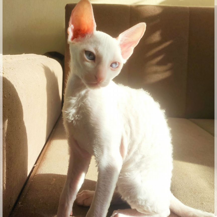 Котенок корниш-рекс девочка