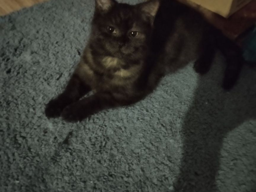 Кошка в дар бесплатно