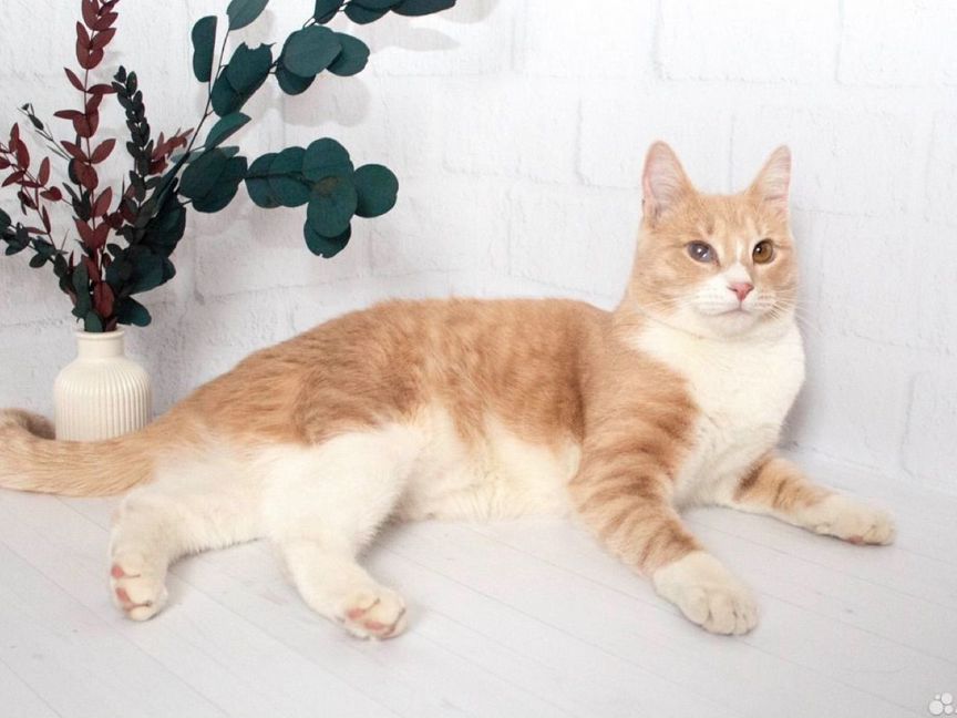 Нежный рыжий юный котик в добрый руки