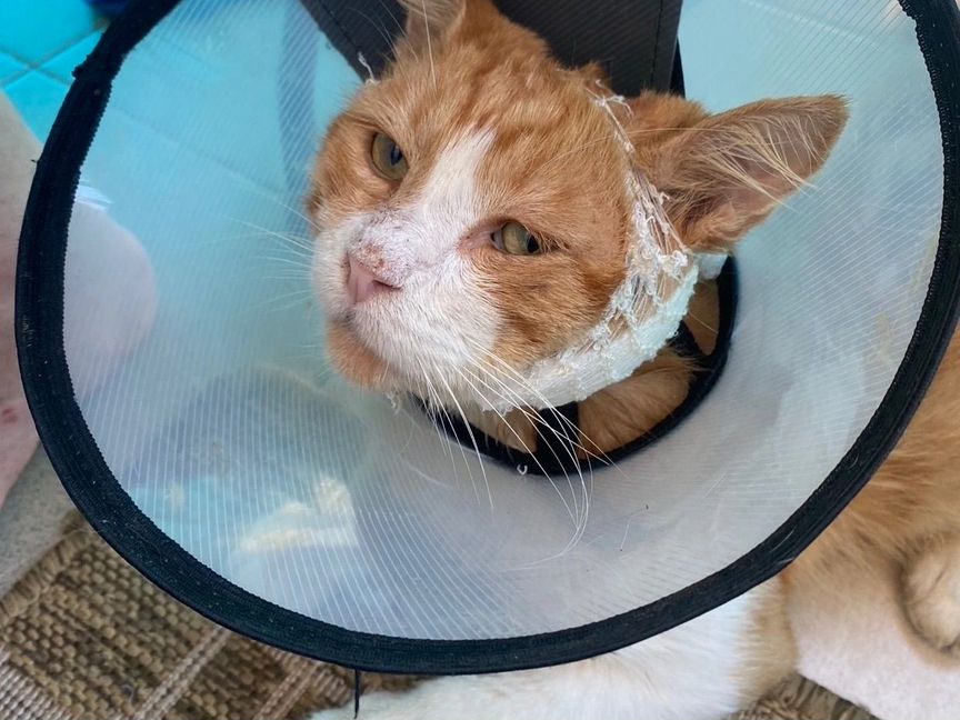 Рыжий котик