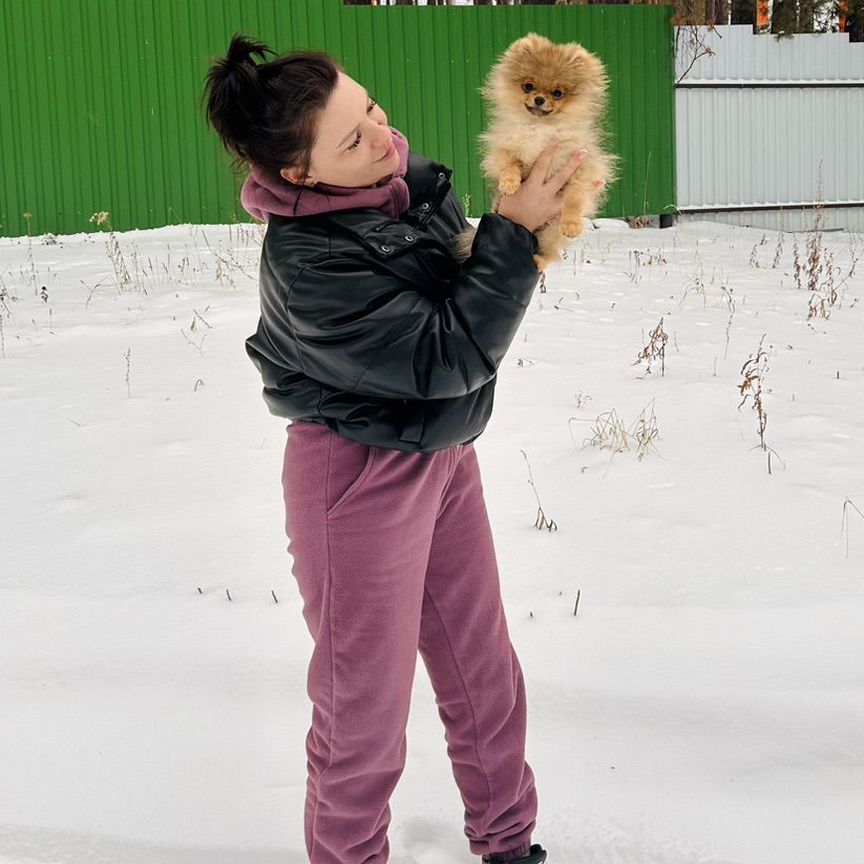 Шпиц пом девочка мини