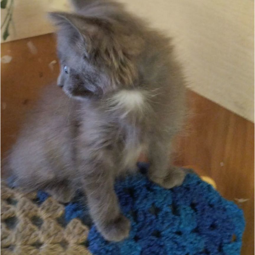 Нибелунг котёнок