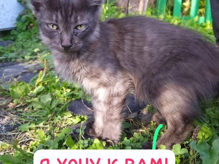 Котёнок ларчик, 3 мес. метис