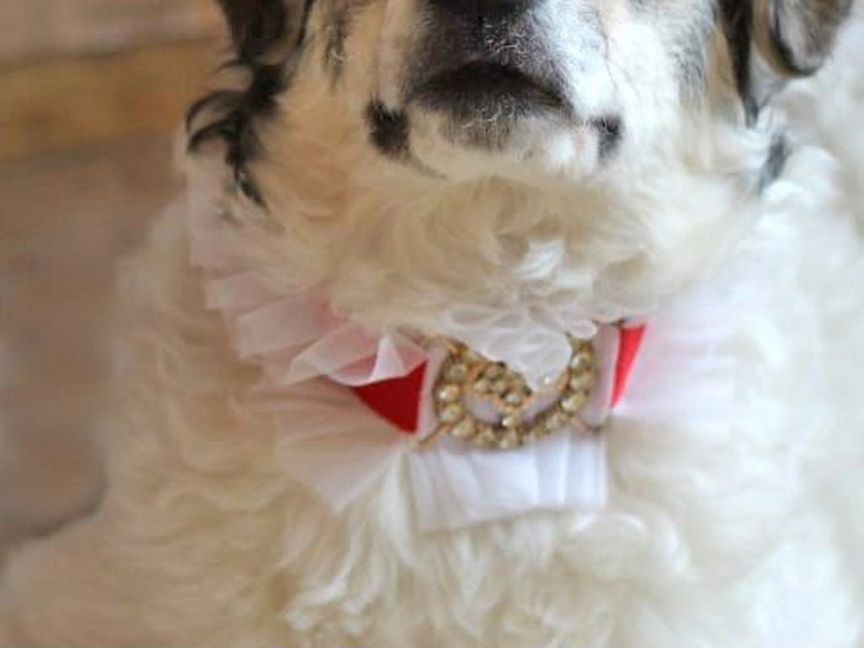 Прекрасный Тиша