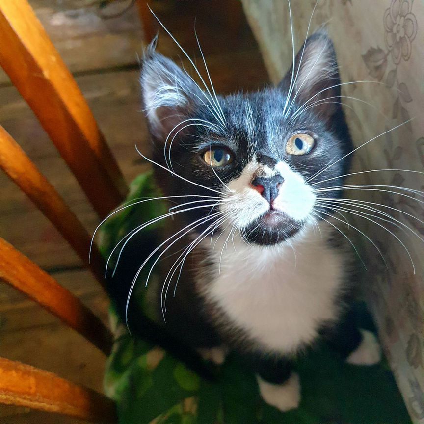 Котятки в добрые руки