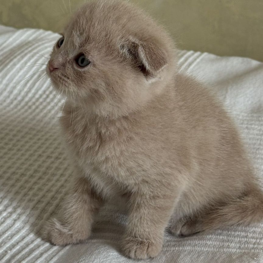 Шотландский вислоухий короткошёрстный котёнок