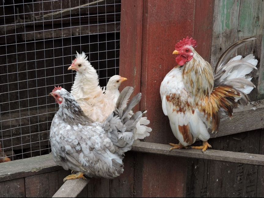 Куры декоративные