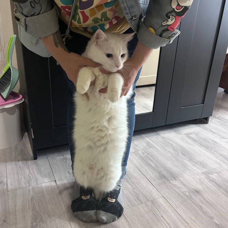 Отдам царя в хорошие руки