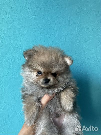 Щенки померанского шпица мини
